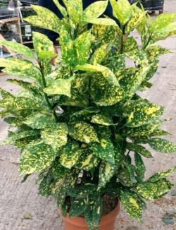 Aukuba – Aucuba japonica