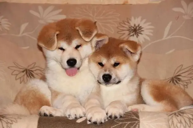 Akita inu i Shiba Inu štenci