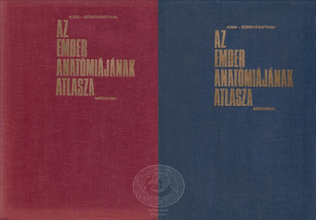 Az ember anatómiájának atlasza 1-2 (töredék)