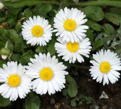 Bela Rada Bela (1600 semenki) Bellis Perennis Singl White