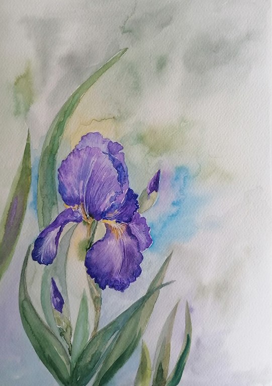 IRIS