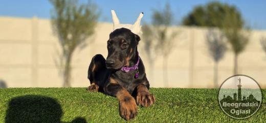 Doberman zenka