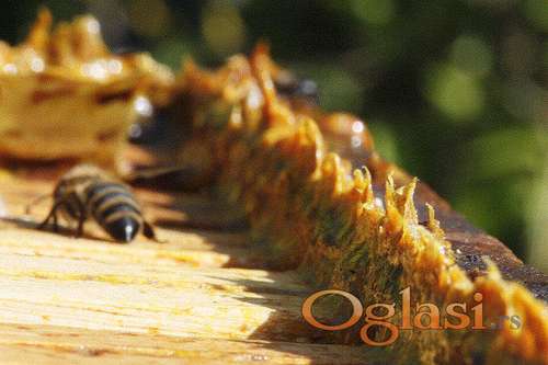 Prodaja propolisa - propolis - propolis u tečnome stanju - propolis u rifuzu