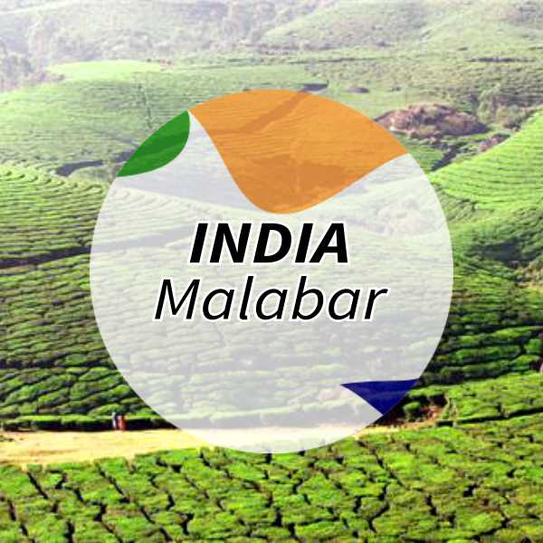 India Monsooned Malabar – kafa u zrnu arabika