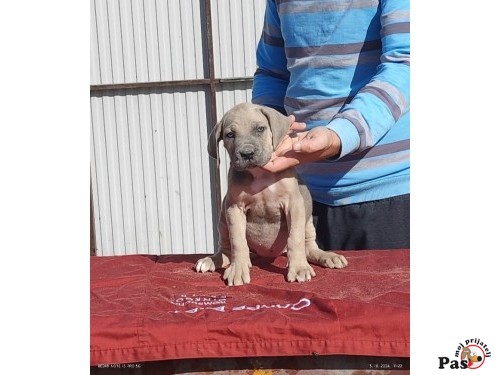 Cane Corso