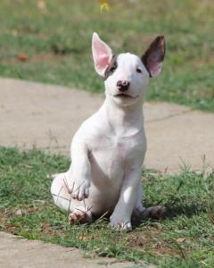 Mini Bull Terijer prelepi štenci