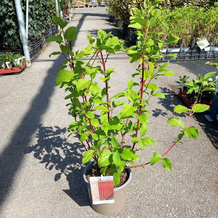 Cornus alba Sibirica 20 cm