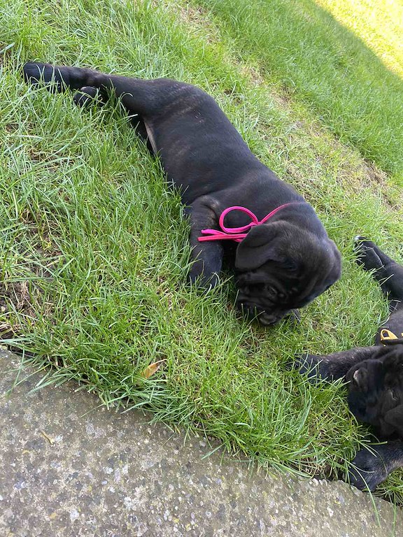 Cane corso stenci