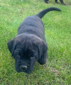 Cane Corso stenci