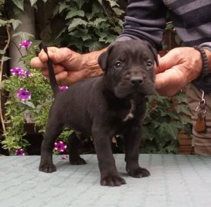 CANE CORSO top stenad