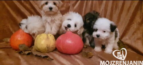 Prelepi MALTIPOO štenci