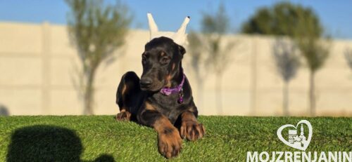 Doberman zenka