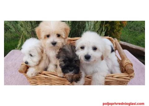 Prelepi MALTIPOO štenci