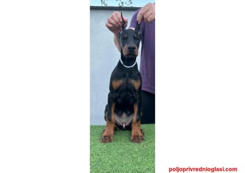 Doberman štenci