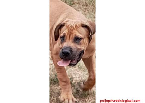 Boerboel-Južnoafrički mastif