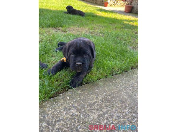 Cane Corso stenci