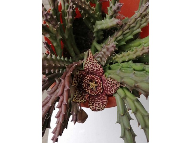 Stapelia variegata