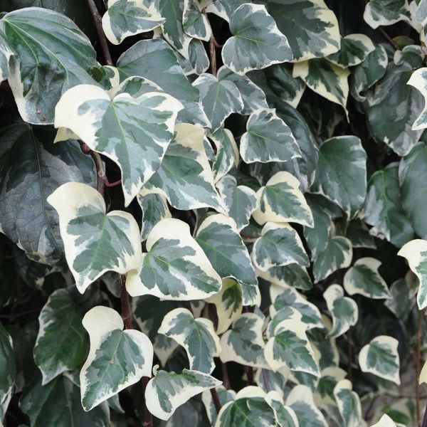 Hedera algeriensis 'Gloire de Marengo' • C 2 l • 50/70 cm