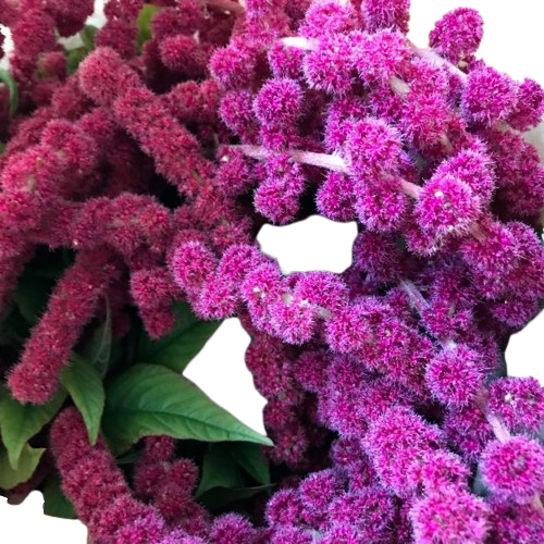 Amaranthus mix