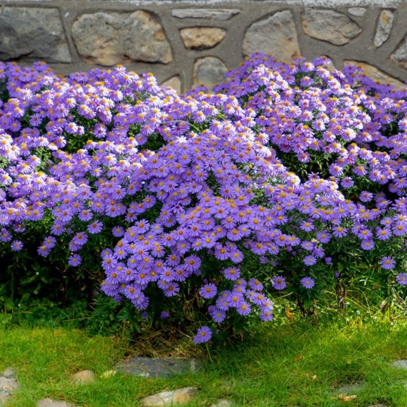 Aster Novi Belgii