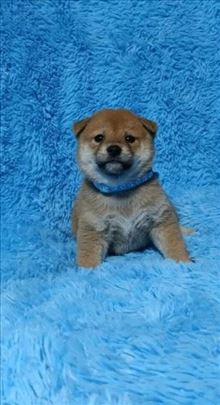 Shiba Inu štenci