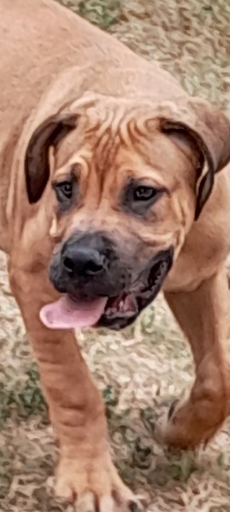 Boerboel-Južnoafrički mastif