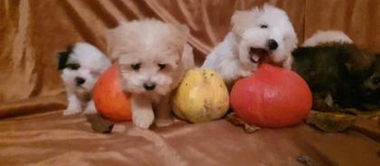 Prelepi MALTIPOO štenci