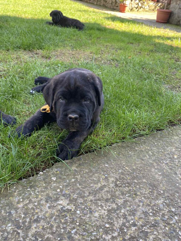 Cane Corso stenci