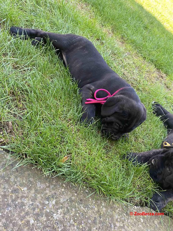 Cane Corso stenci