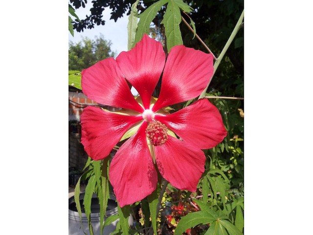 Hibiscus bastenski Coccineus 50 semenki