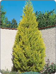 CUPRESSUS
'MACROCARPA'
visina 30 cm
[Art. 02-20]