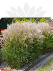 MISCANTHUS
Ø 15 cm
[Art. 05-01]