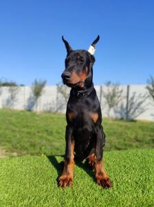 Doberman mužijaci