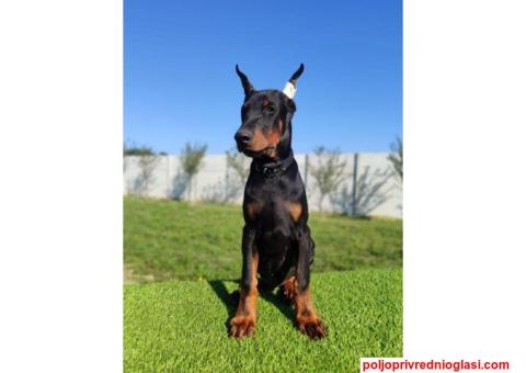 Doberman mužijaci