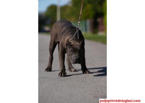 American Bully XL muško štene