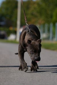 American Bully XL muško štene