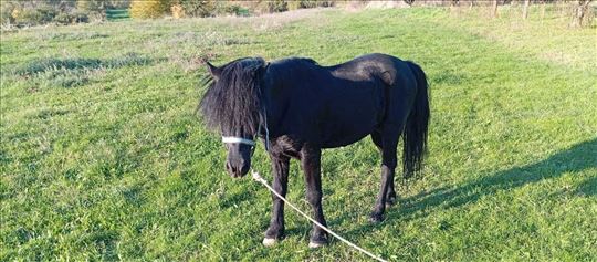 Pastuv Ponija, star 6 godina, ujahan.