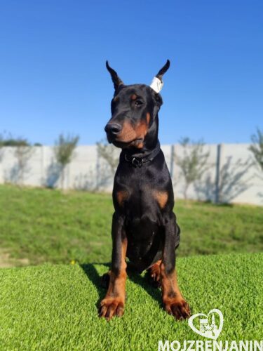 Doberman mužijaci