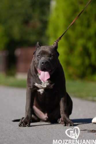 American Bully XL muško štene