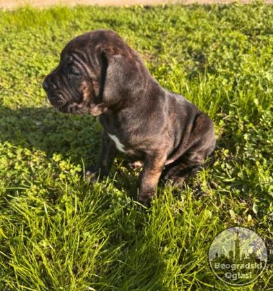 Cane Corso štenci