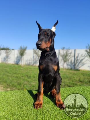 Doberman mužijaci