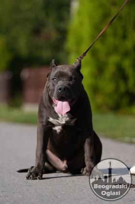 American Bully XL muško štene