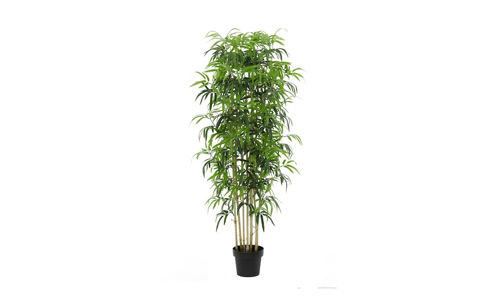 Biljka u saksiji Bamboo 150cm