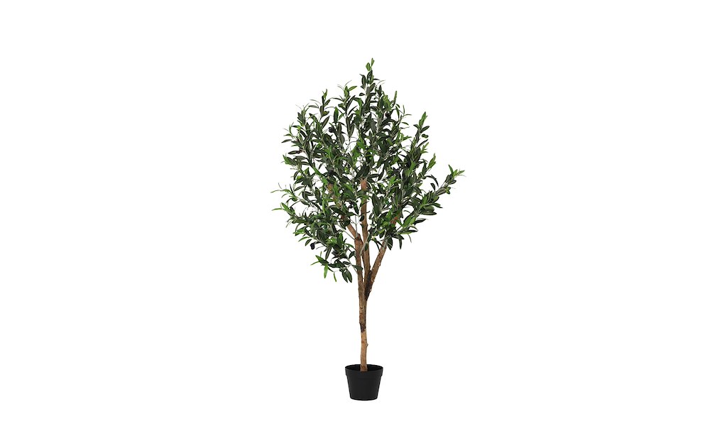 Biljka u saksiji Olive tree 148cm
