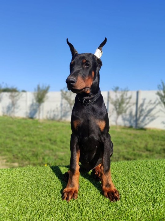 Doberman mužijaci