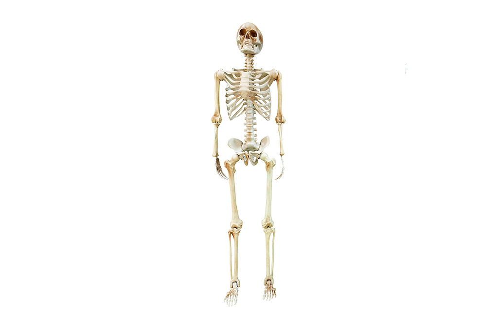 Skeleton (ljudski kostur) – 152cm