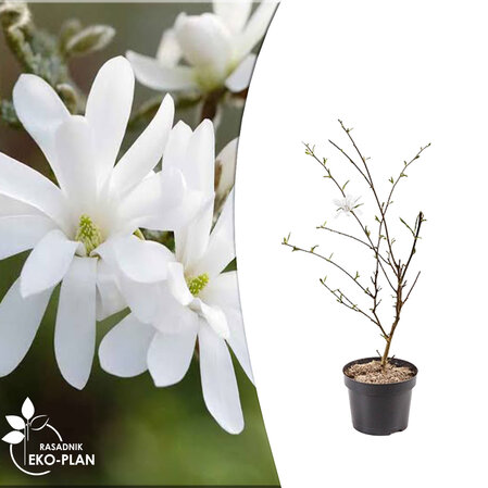 Magnolia stellata - Zvezdasta Magnolia