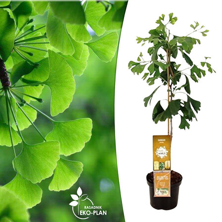 Ginkgo biloba