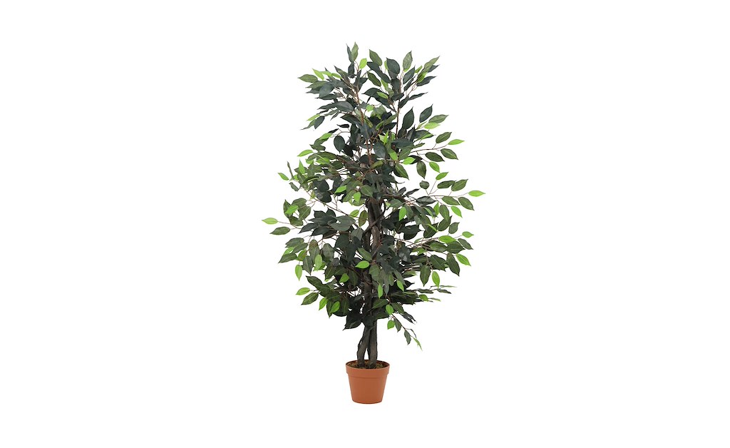 Biljka u saksiji Ficus 126cm