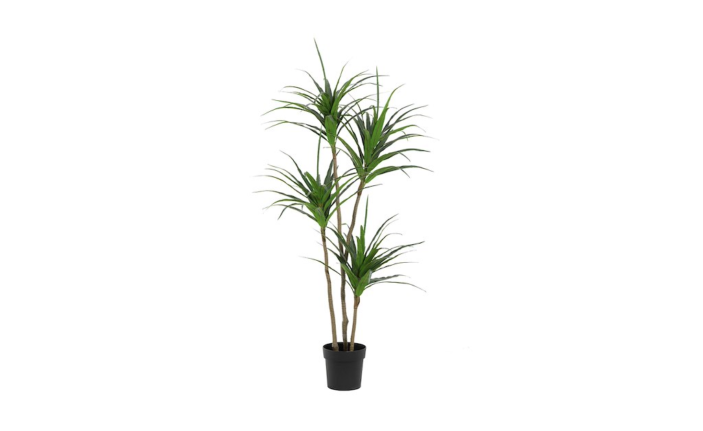 Biljka u saksiji Palmera 165cm